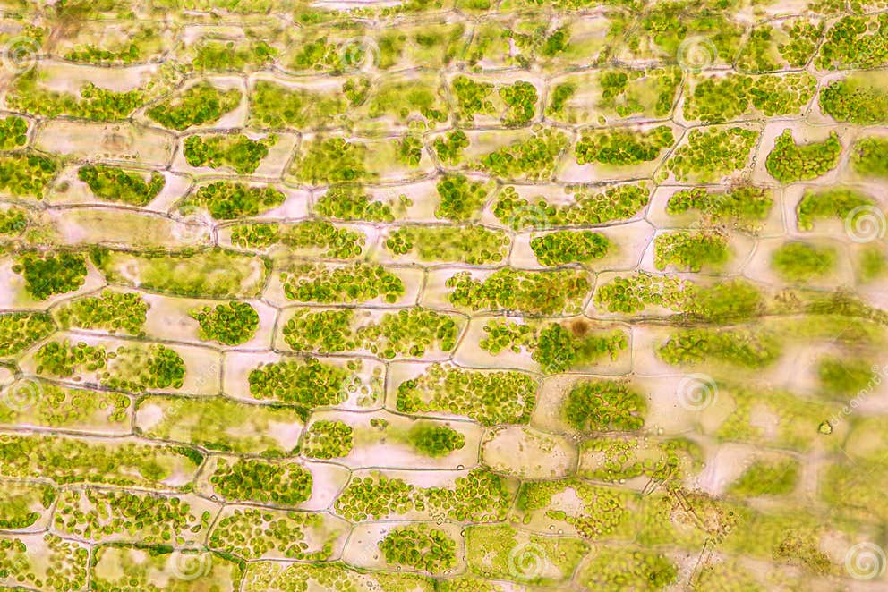 Cell Structure Hydrilla, View of the Leaf Surface Showing Plant Cells ...