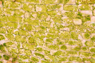 Cell Structure Hydrilla, View of the Leaf Surface Showing Plant Cells ...