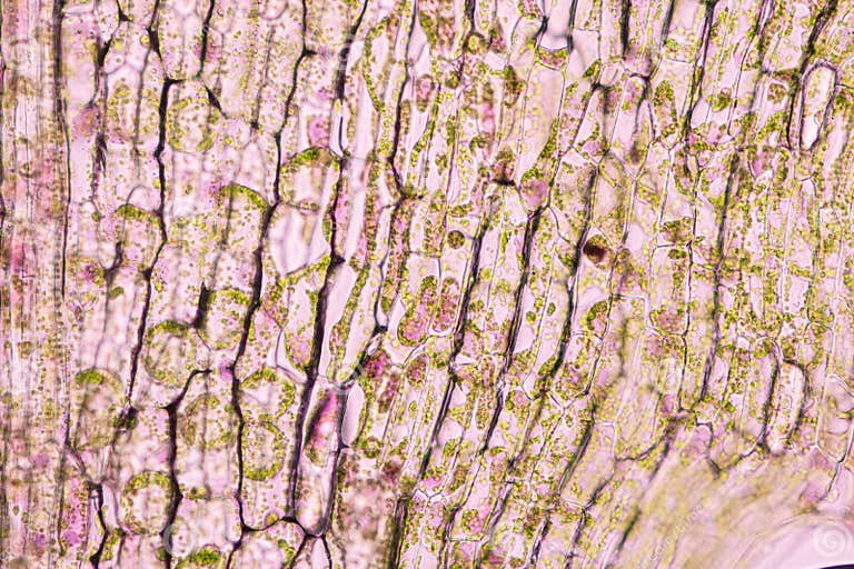 Cell Structure Hydrilla, View of the Leaf Surface Showing Plant Cells ...