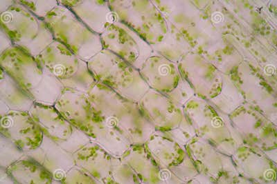 Cell Structure Hydrilla, View of the Leaf Surface Showing Plant Cells ...