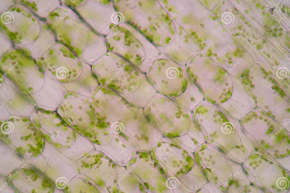 Cell Structure Hydrilla, View of the Leaf Surface Showing Plant Cells ...
