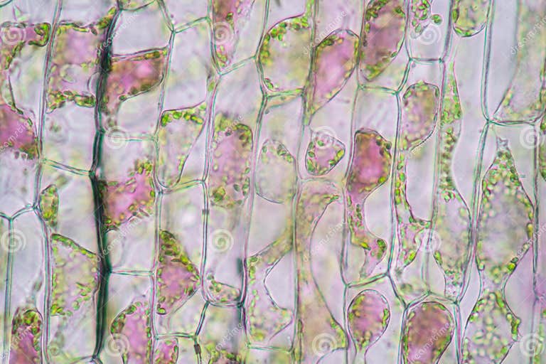 Cell Structure Hydrilla, View of the Leaf Surface Showing Plant Cells ...