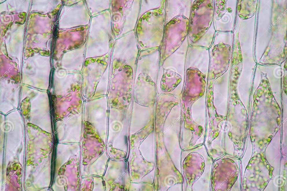 Cell Structure Hydrilla, View of the Leaf Surface Showing Plant Cells ...