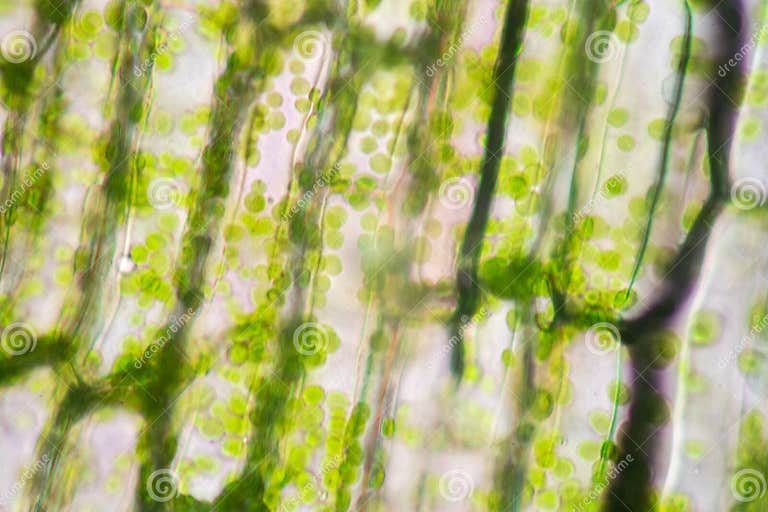 Cell Structure Hydrilla, View of the Leaf Surface Showing Plant Cells ...