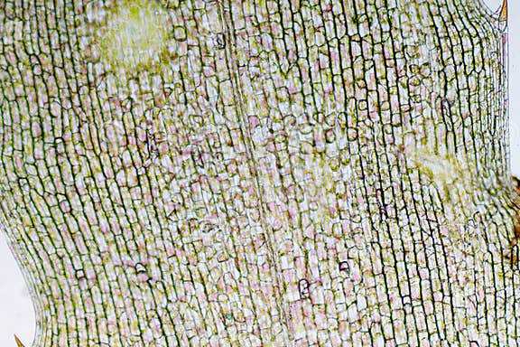 Cell Structure Hydrilla, View of the Leaf Surface Showing Plant Cells ...