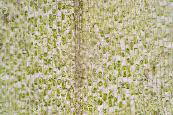Cell Structure Hydrilla, View of the Leaf Surface Showing Plant Cells ...