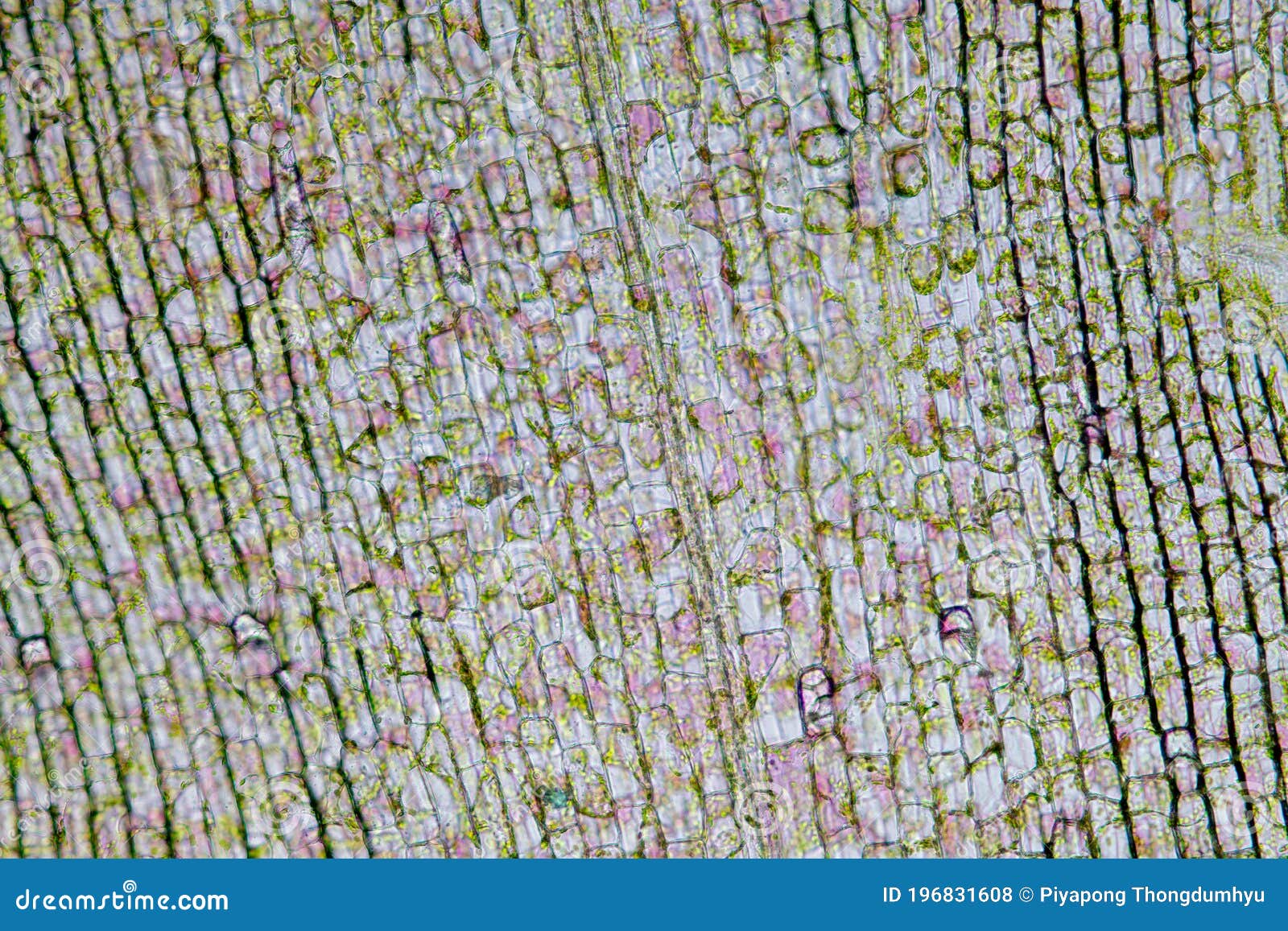 Cell Structure Hydrilla, View of the Leaf Surface Showing Plant Cells ...
