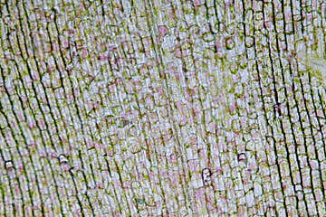 Cell Structure Hydrilla, View of the Leaf Surface Showing Plant Cells ...