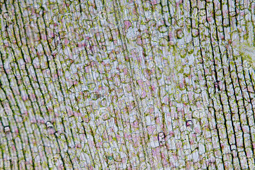 Cell Structure Hydrilla, View of the Leaf Surface Showing Plant Cells ...