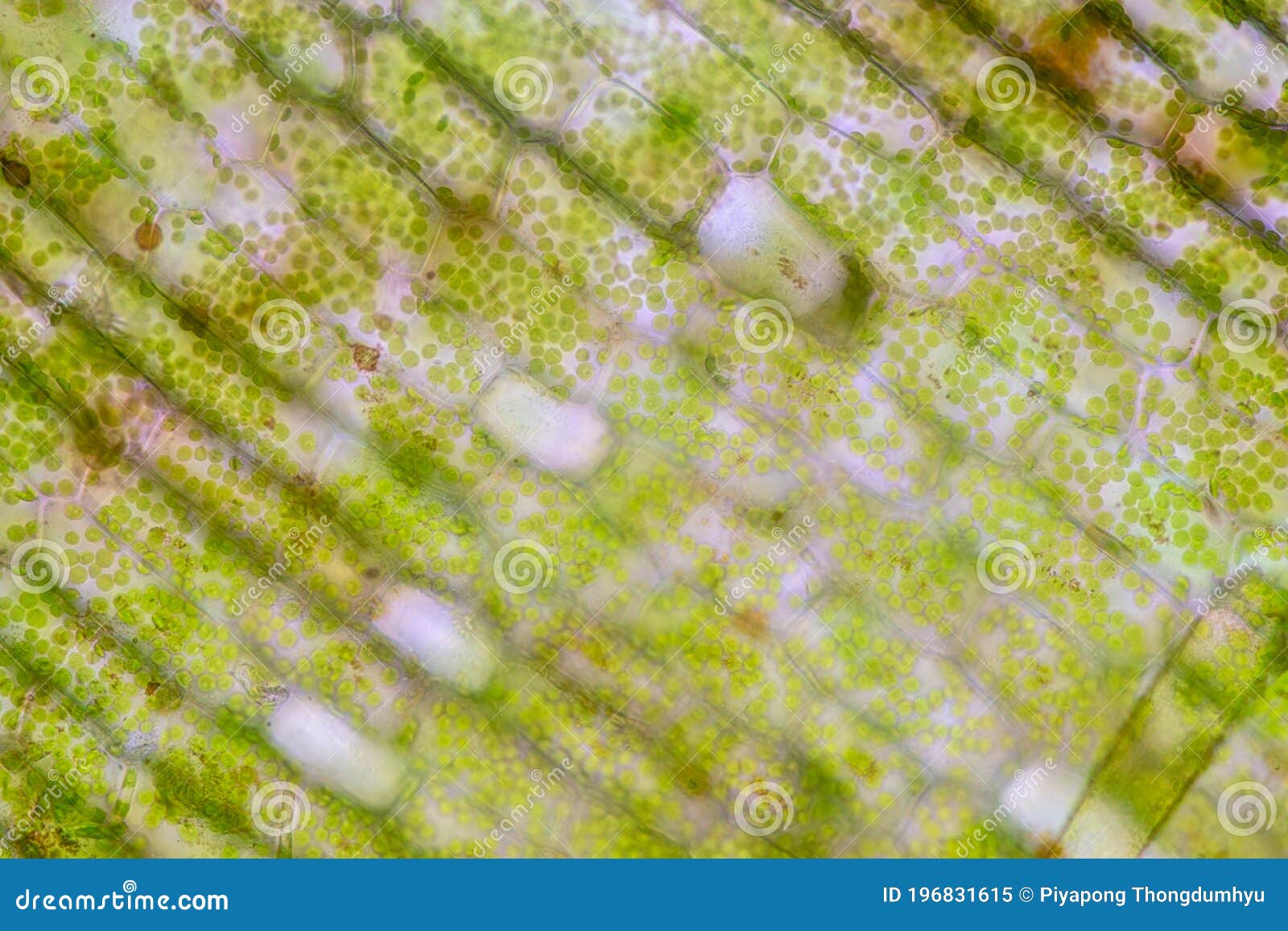 Cell Structure Hydrilla, View of the Leaf Surface Showing Plant Cells ...
