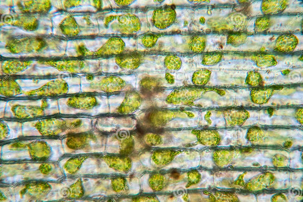 Cell Structure Hydrilla, View of the Leaf Surface Showing Plant Cells ...