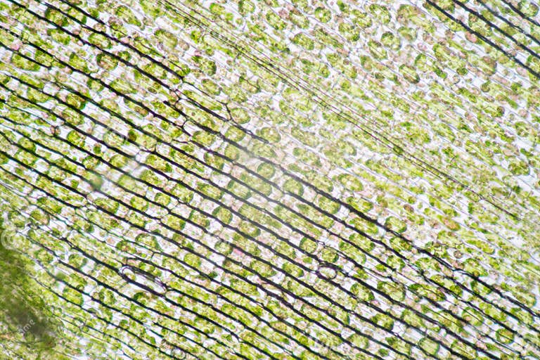 Cell Structure Hydrilla, View of the Leaf Surface Showing Plant Cells ...
