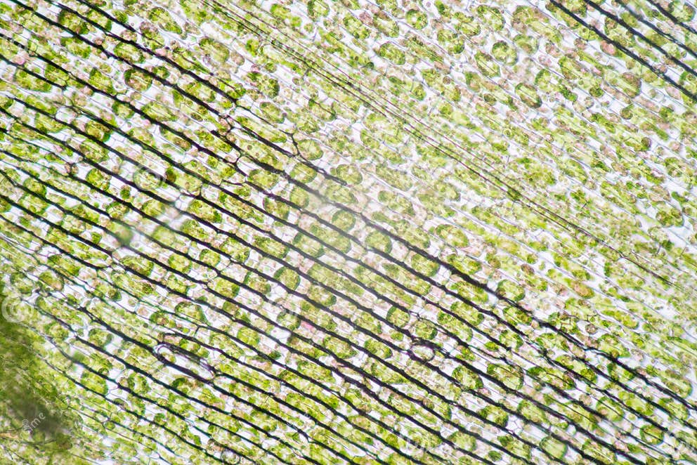 Cell Structure Hydrilla, View of the Leaf Surface Showing Plant Cells ...