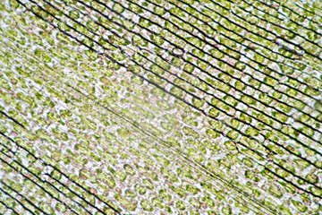 Cell Structure Hydrilla, View of the Leaf Surface Showing Plant Cells ...