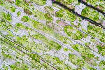 Cell Structure Hydrilla, View of the Leaf Surface Showing Plant Cells ...
