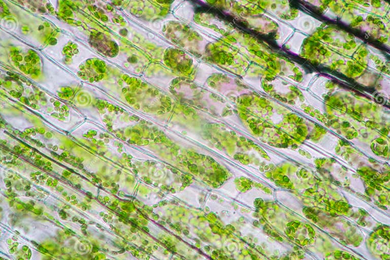Cell Structure Hydrilla, View of the Leaf Surface Showing Plant Cells ...