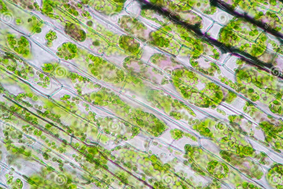 Cell Structure Hydrilla, View of the Leaf Surface Showing Plant Cells ...