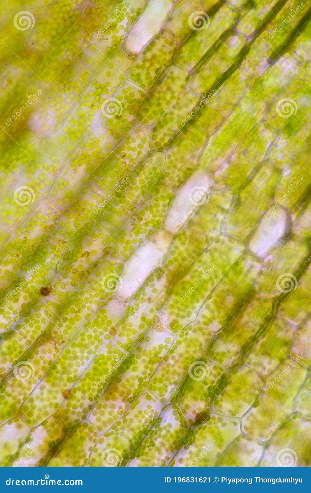 Cell Structure Hydrilla, View of the Leaf Surface Showing Plant Cells ...