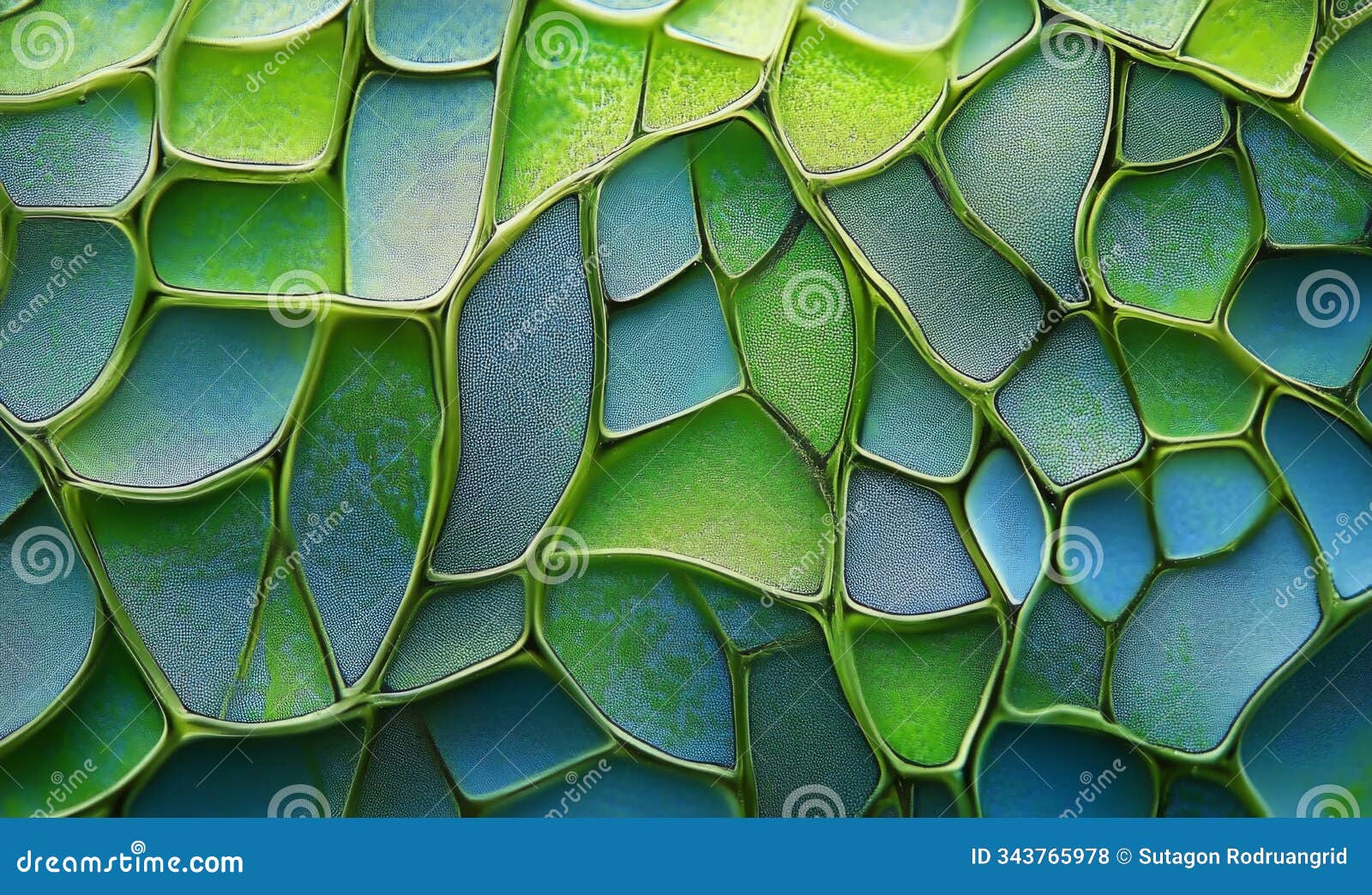 Cell Structure Hydrilla, View of the Leaf Surface Showing Plant Cells ...