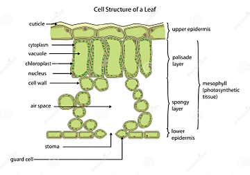Cell structure of a leaf stock vector. Illustration of diagram - 46875154