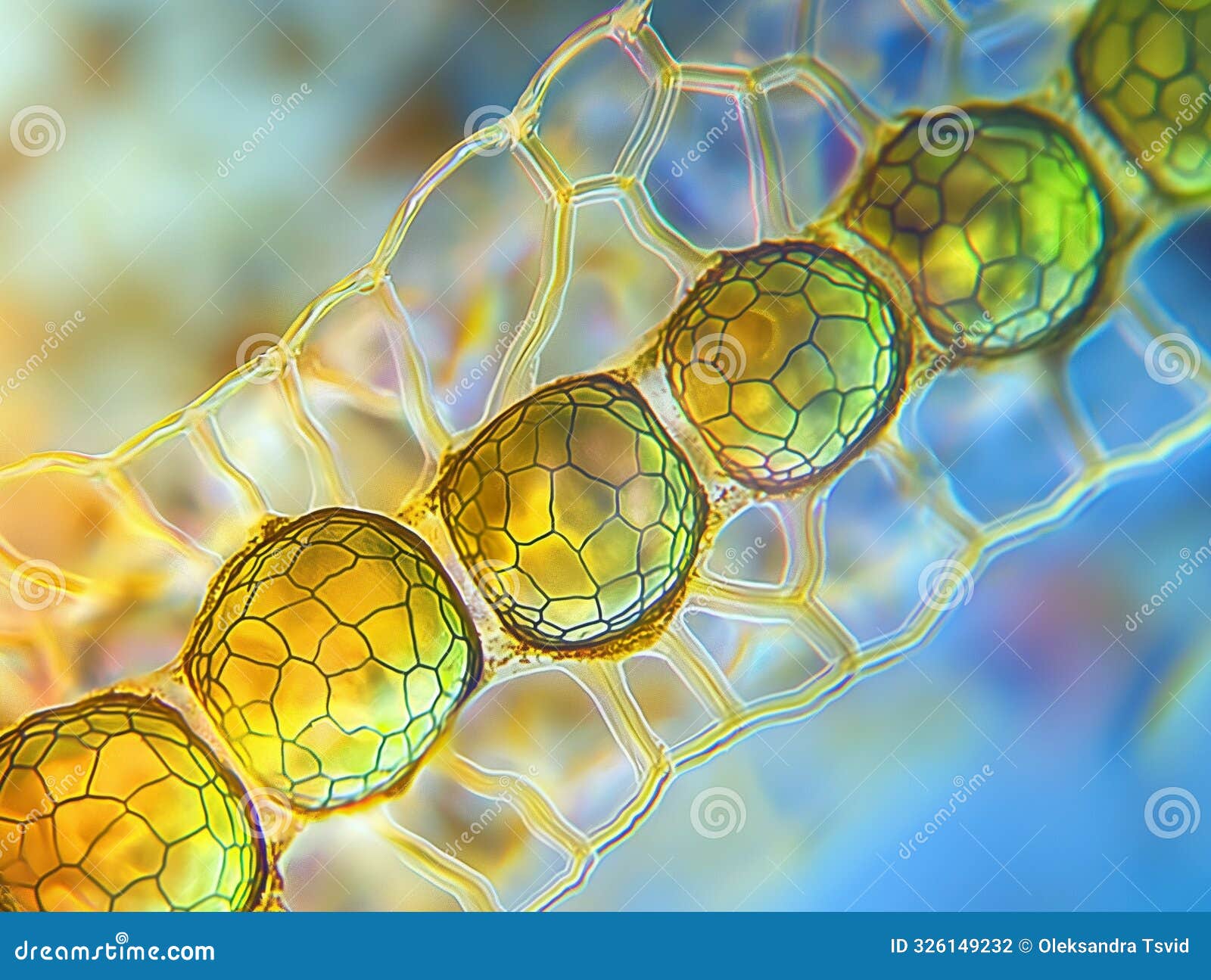 Cell Structure Plant, View of the Leaf Surface Showing Plant Cells ...