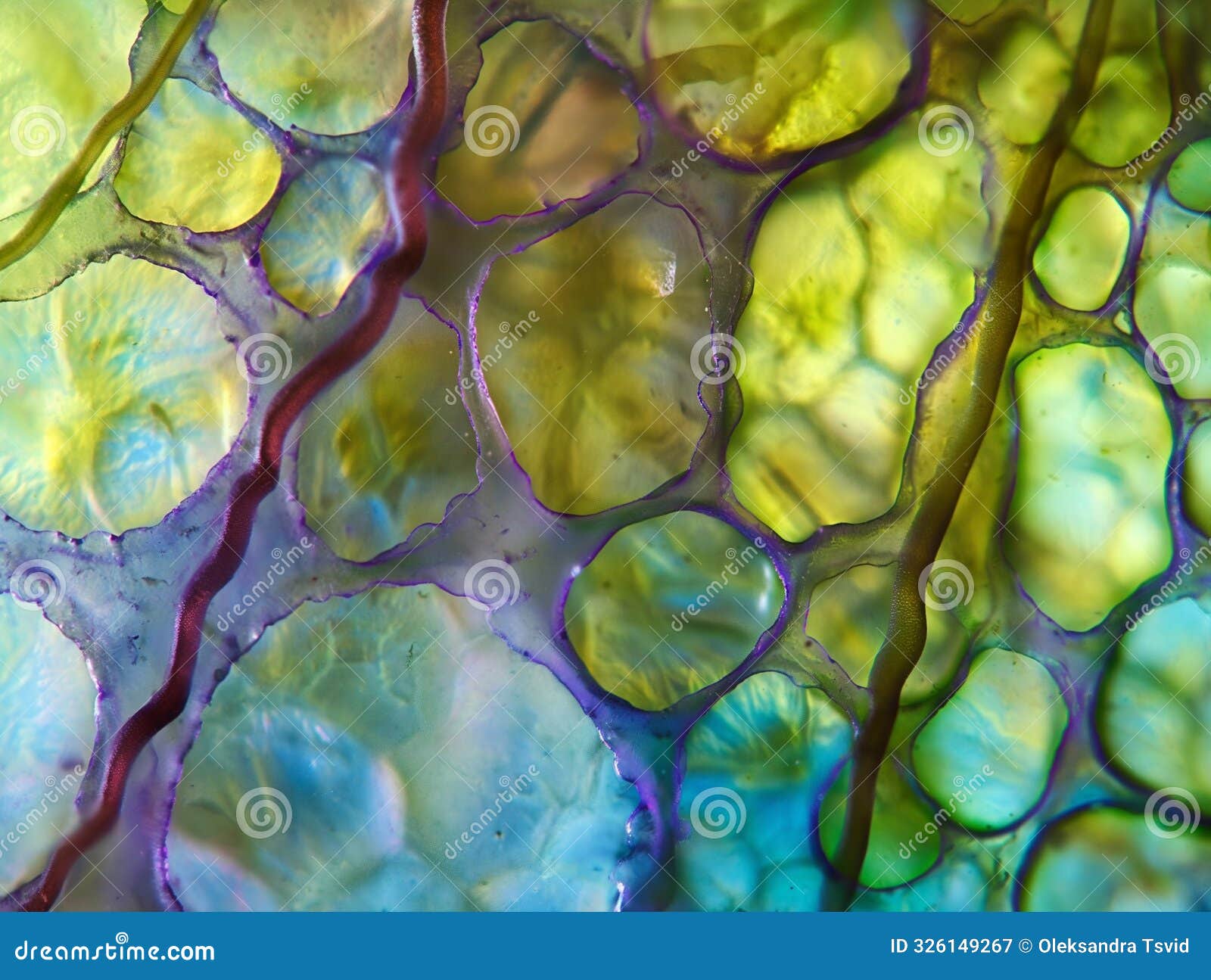 Cell Structure Plant, View of the Leaf Surface Showing Plant Cells ...