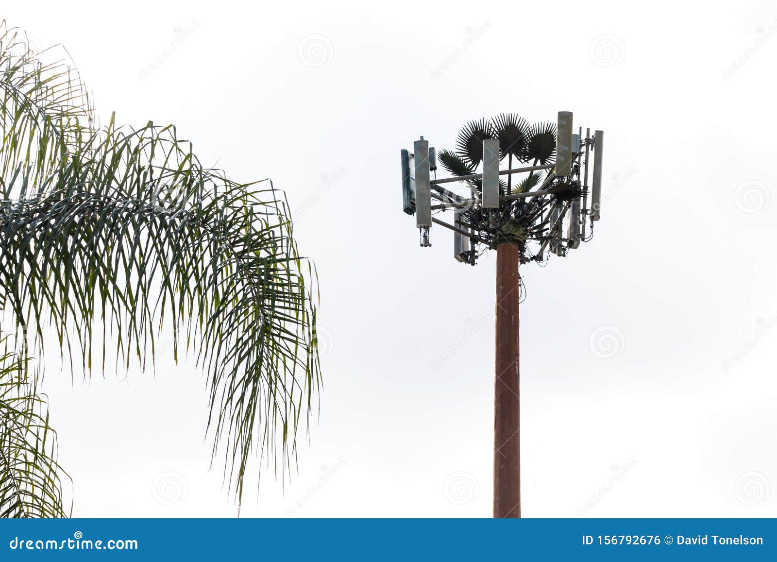 Cell Tower Disguised As a Tree Stock Photo - Image of internet, company ...