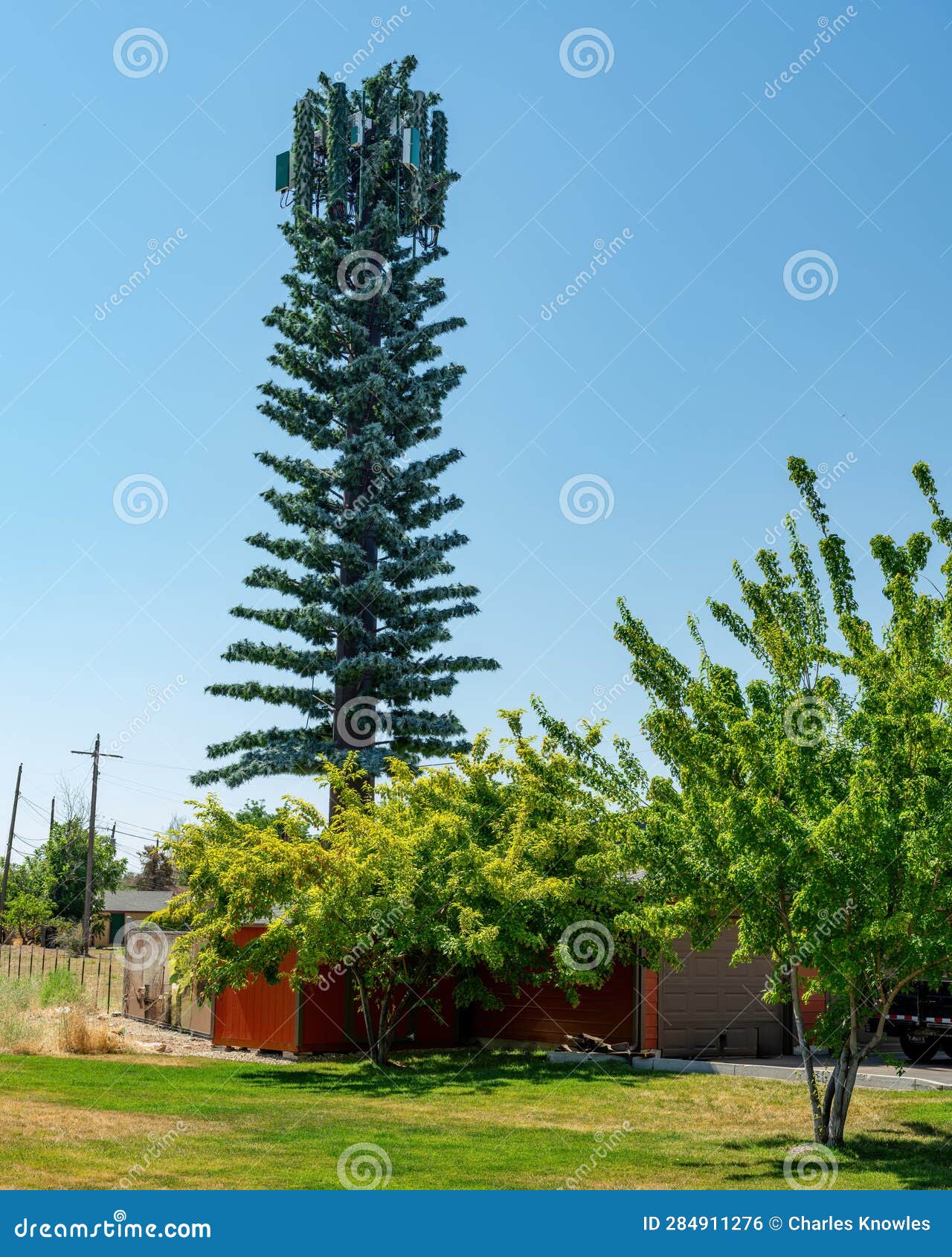Cell Tower Made To Look Like a Pine Tree Stock Photo - Image of ...
