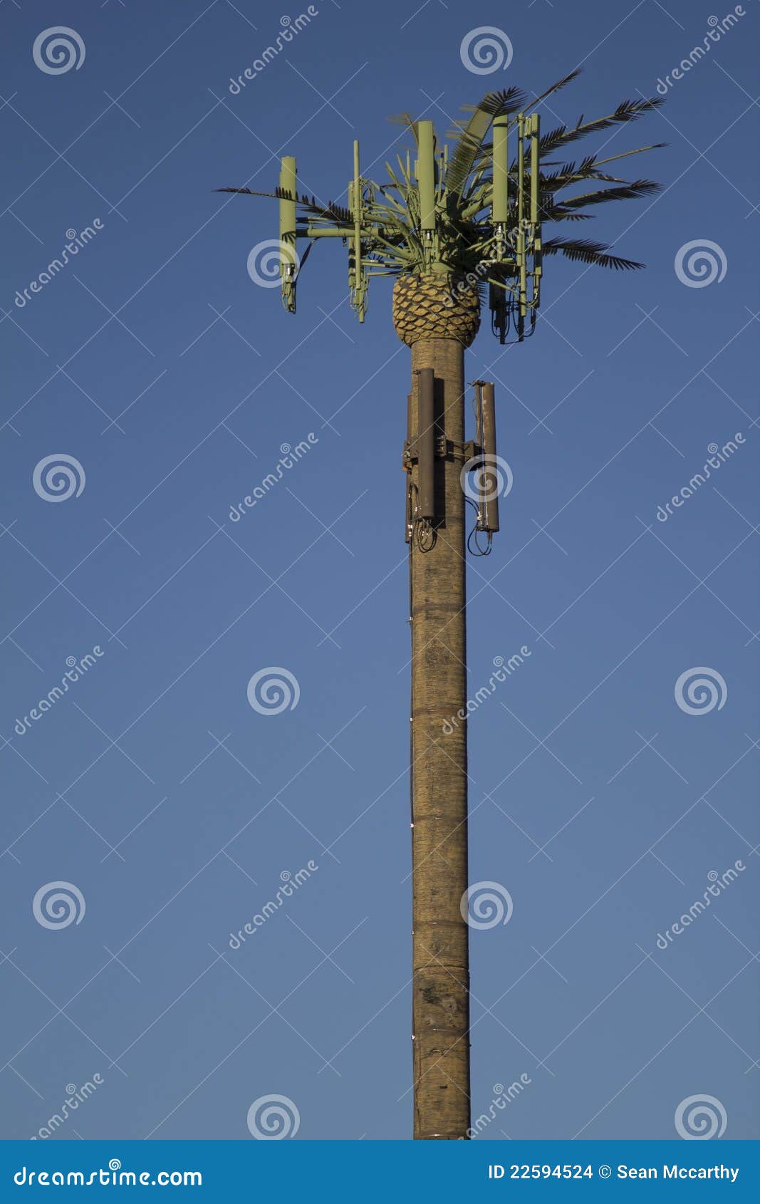 Cell Tower Palm Tree stock photo. Image of cell, tower - 22594524