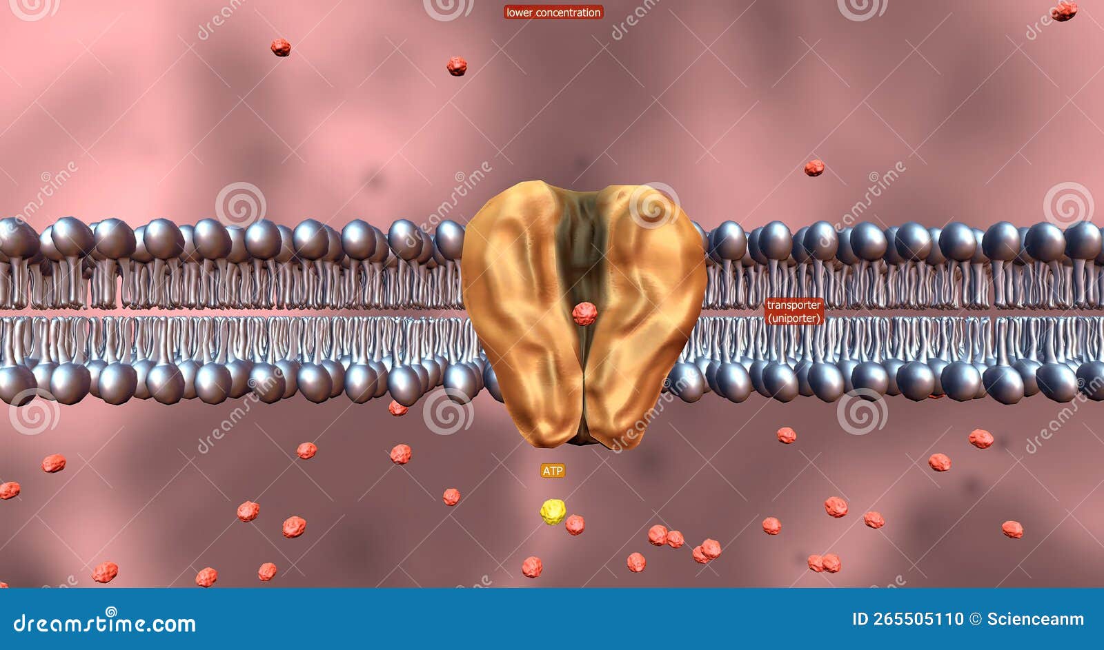 Cell Transport Refers To the Movement of Substances Across the Cell ... Cell Transport Refers To the Movement of Substances Across the Cell ...