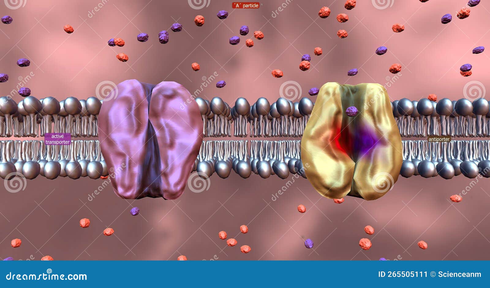Cell Transport Refers To the Movement of Substances Across the Cell ... Cell Transport Refers To the Movement of Substances Across the Cell ...