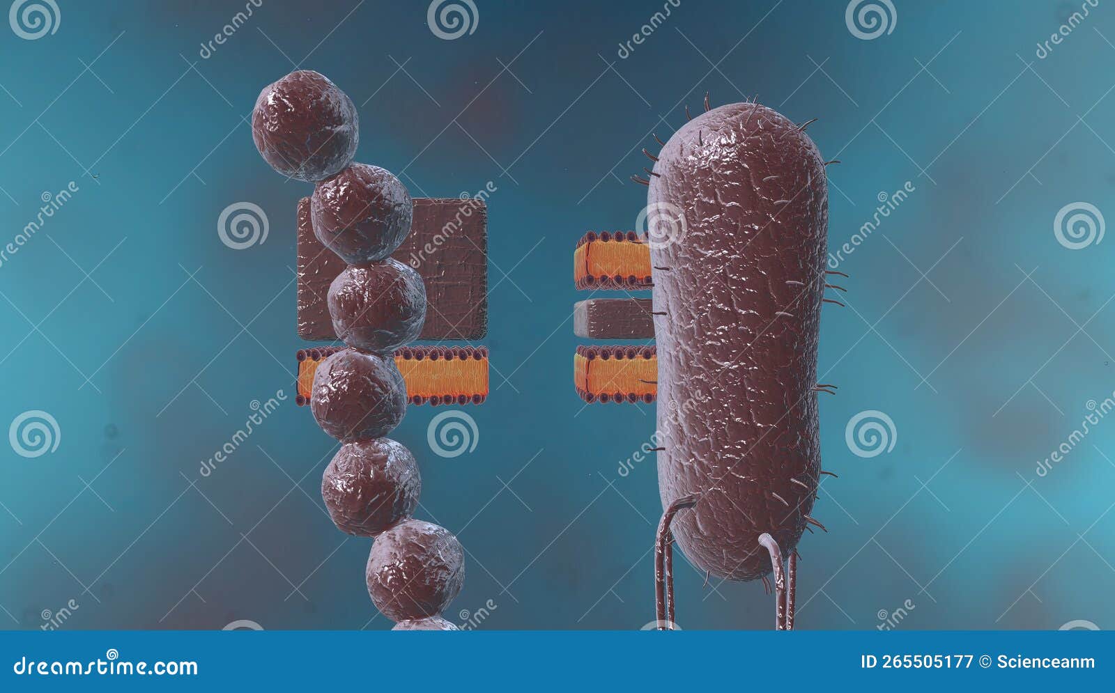 A Cell Wall is a Structural Layer Surrounding Some Types of Cells, Just ...