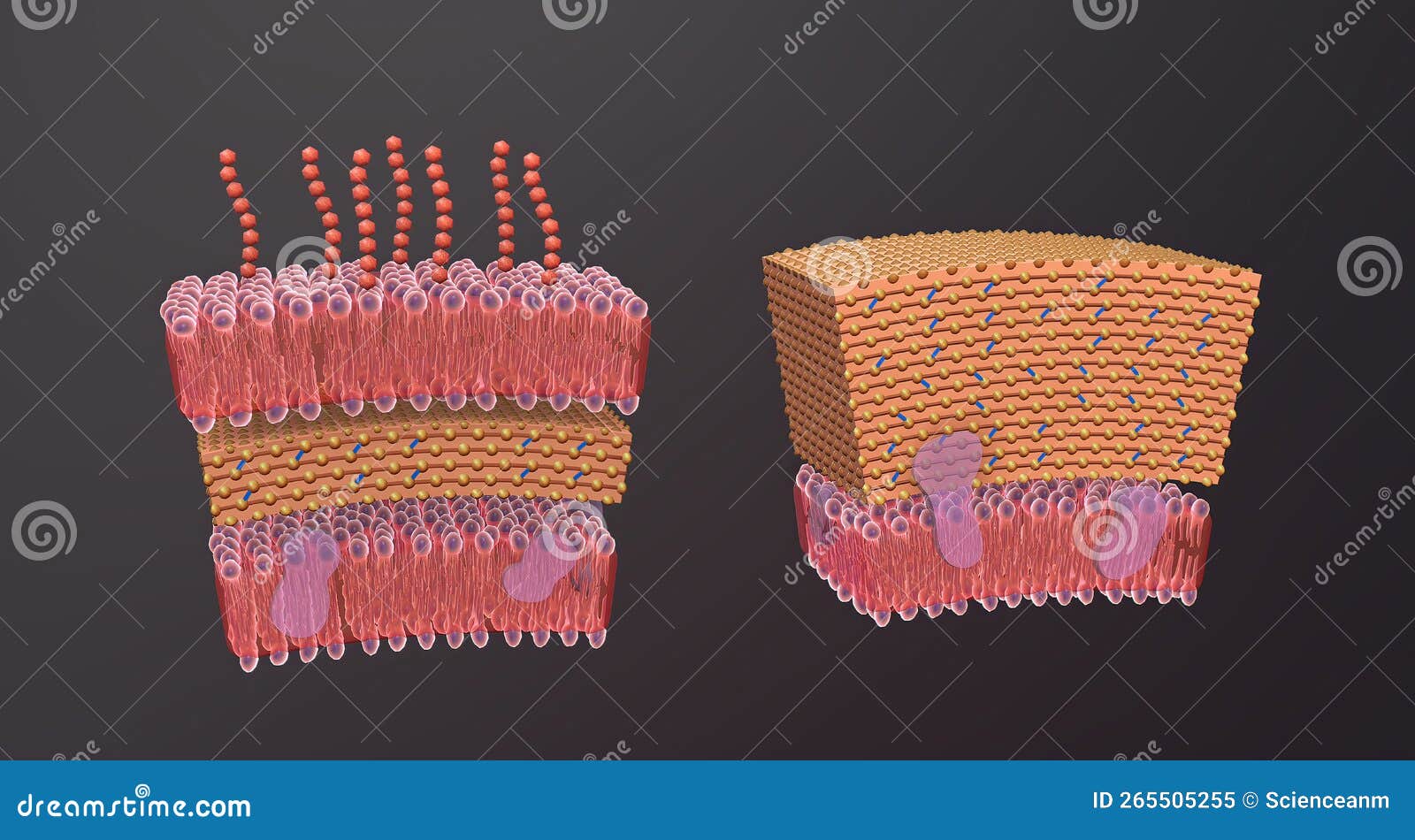 A Cell Wall is a Structural Layer Surrounding Some Types of Cells, Just ...