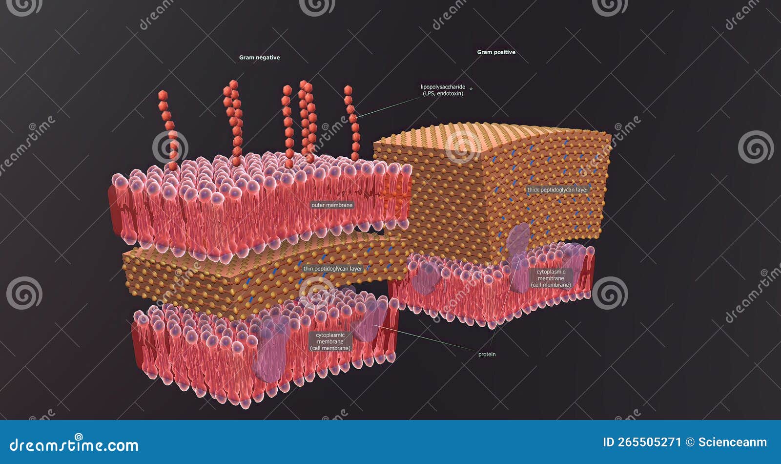A Cell Wall is a Structural Layer Surrounding Some Types of Cells, Just ...