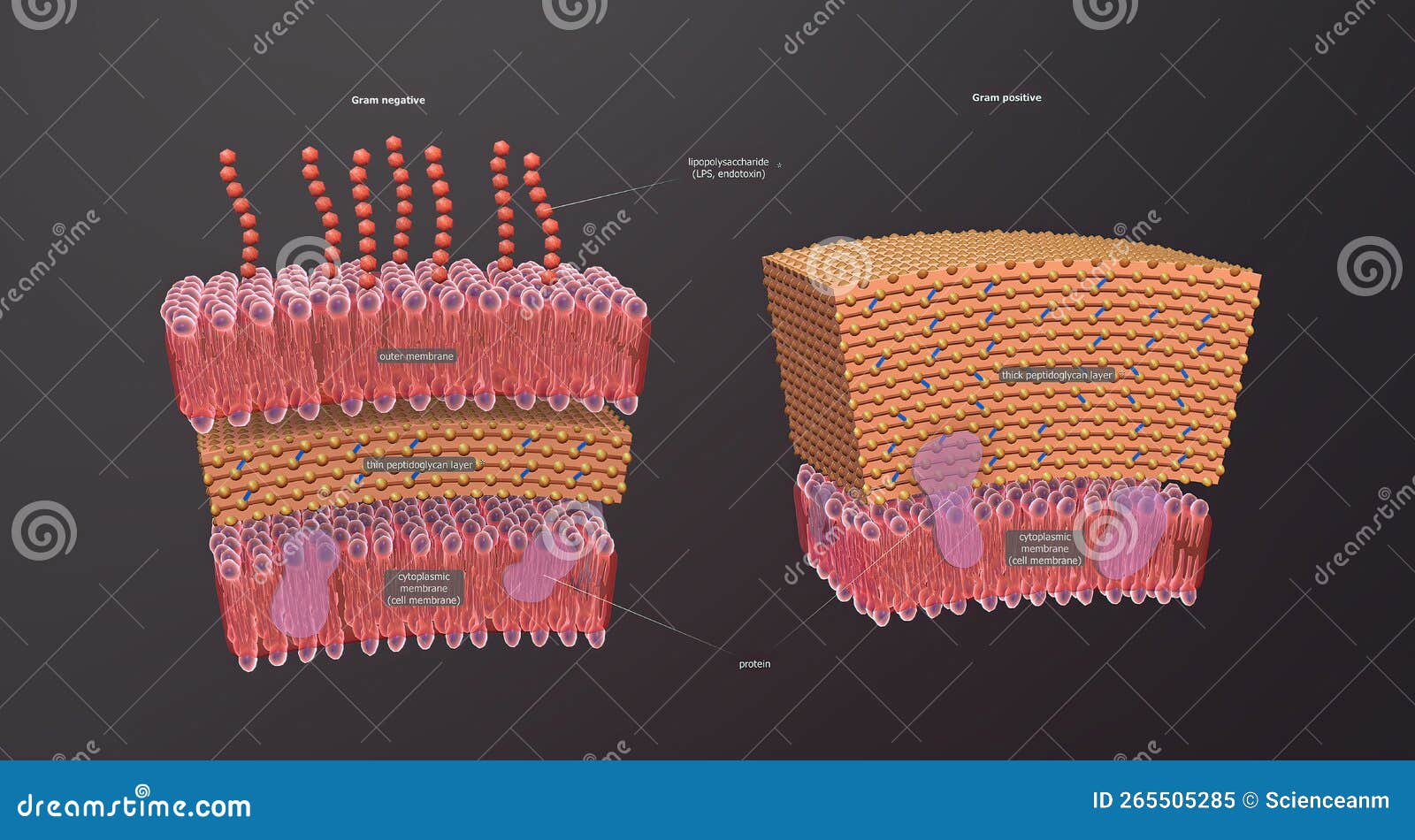 A Cell Wall is a Structural Layer Surrounding Some Types of Cells, Just ...