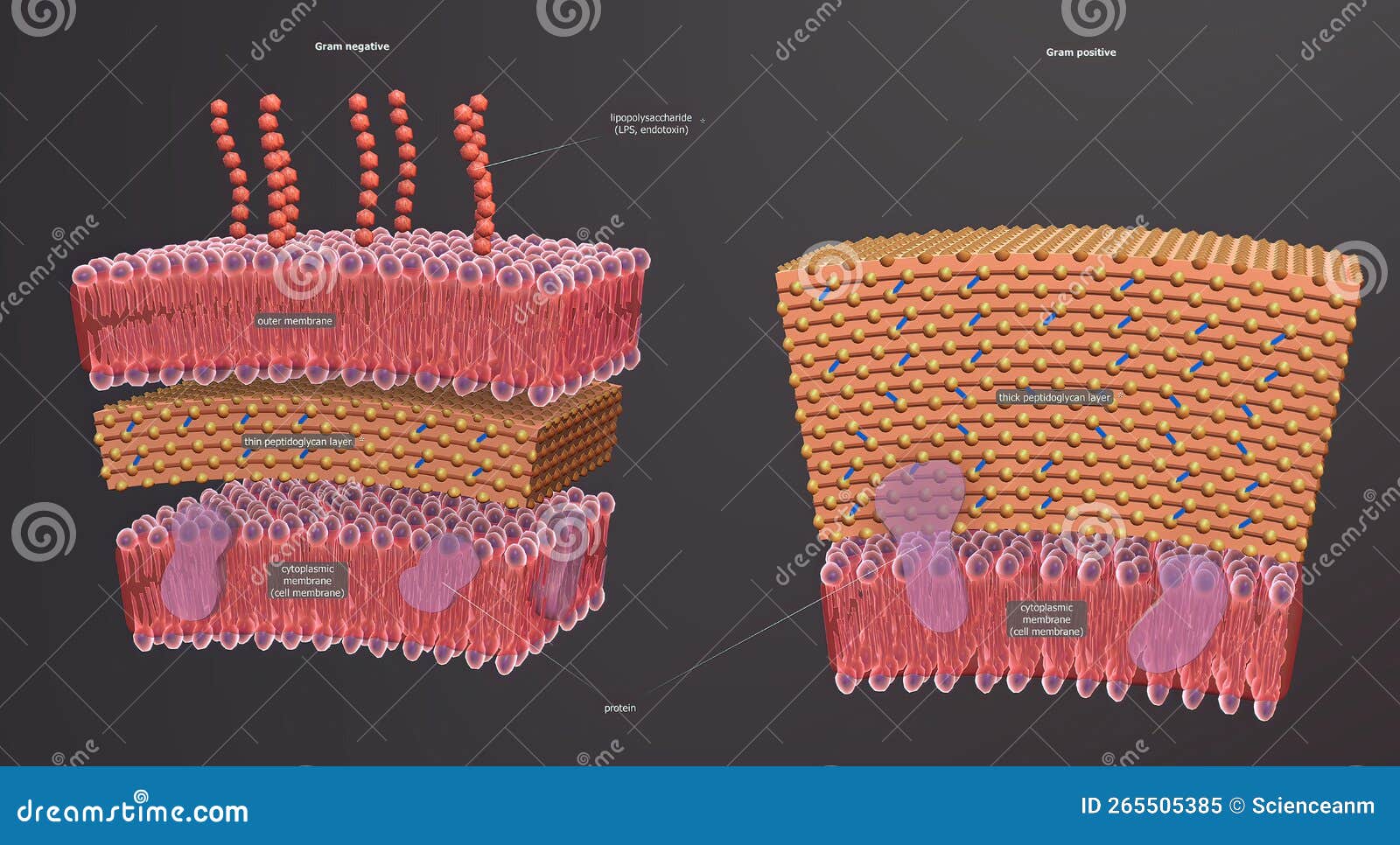 A Cell Wall is a Structural Layer Surrounding Some Types of Cells, Just ...