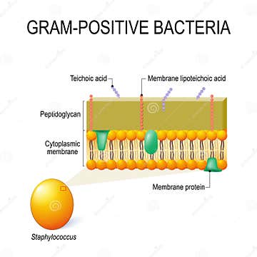Cell Wall Structure of Gram-positive Bacteria for Example ...
