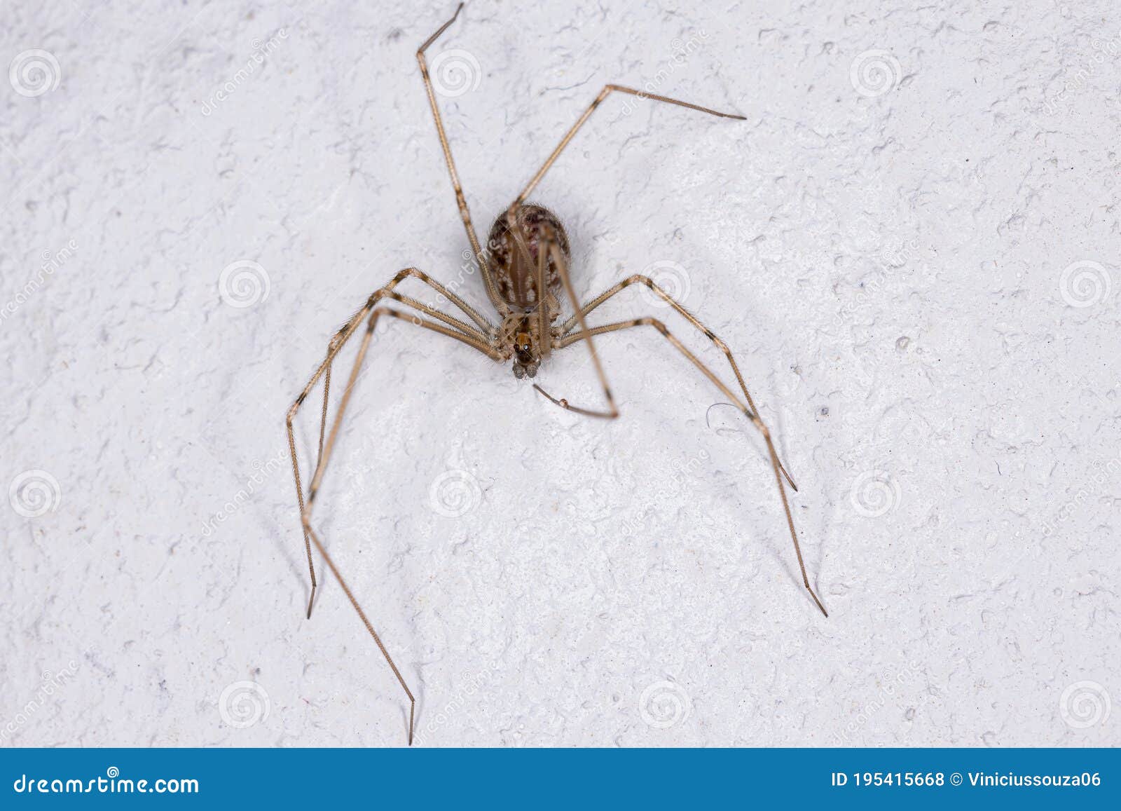 Cellar Spider stock photo. Image of animal, closeup - 195415668