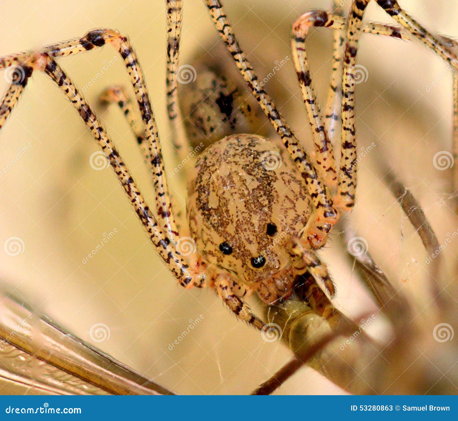 Cellar Spider Eating a Crane Fly Stock Image - Image of fangs ...