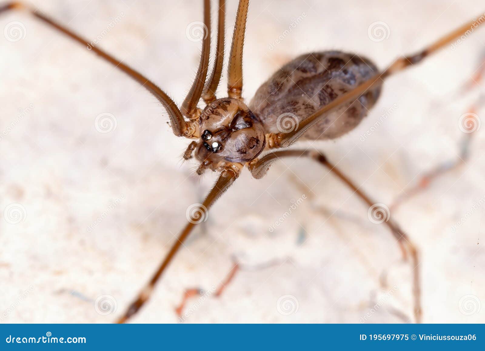 Cellar Spider stock image. Image of common, long, bodied - 195697975