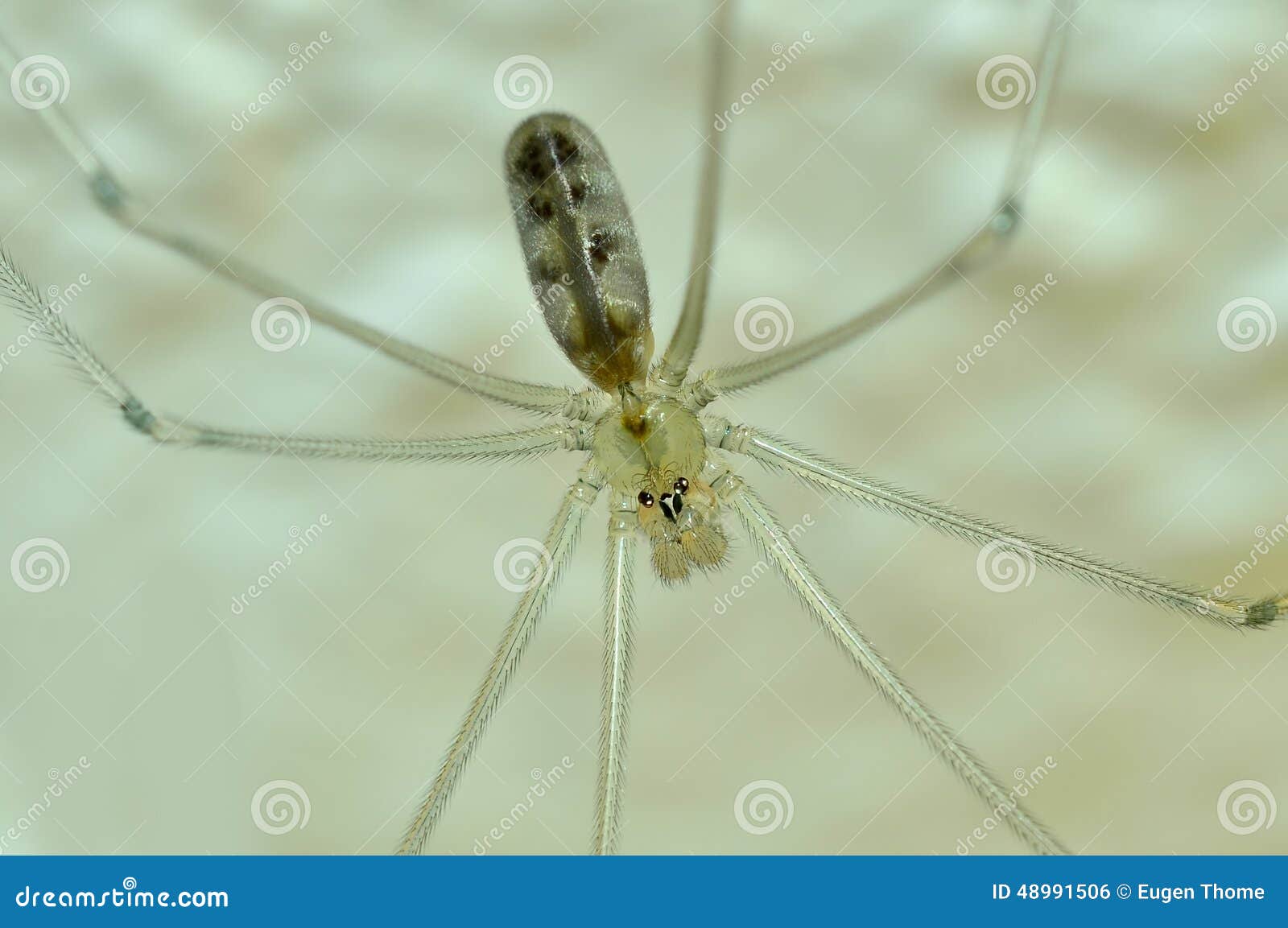 Cellar spider (Pholcidae) stock photo. Image of phobia - 48991506