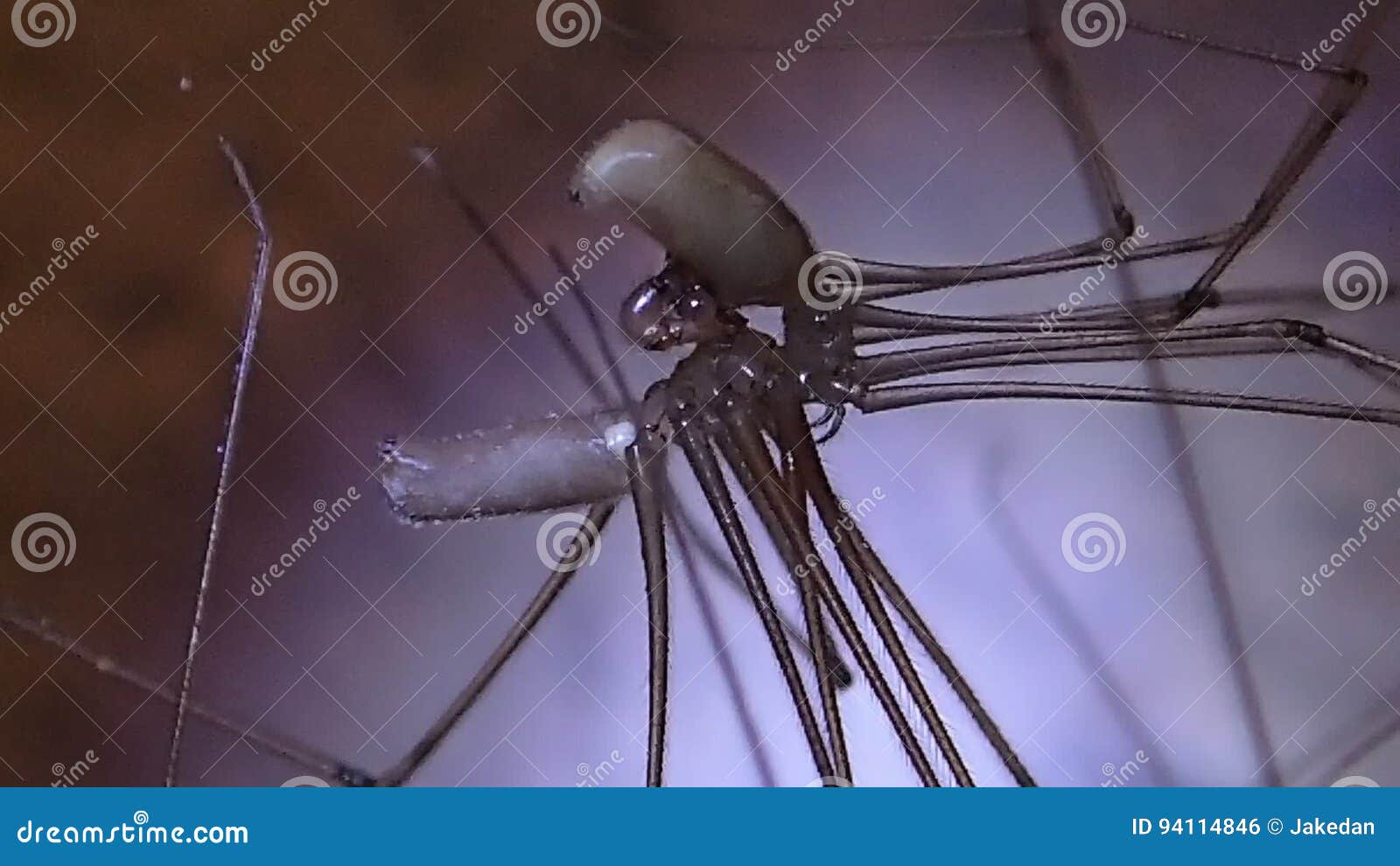 Cellar Spiders Mating Close Frame Stock Footage - Video of spiders ...