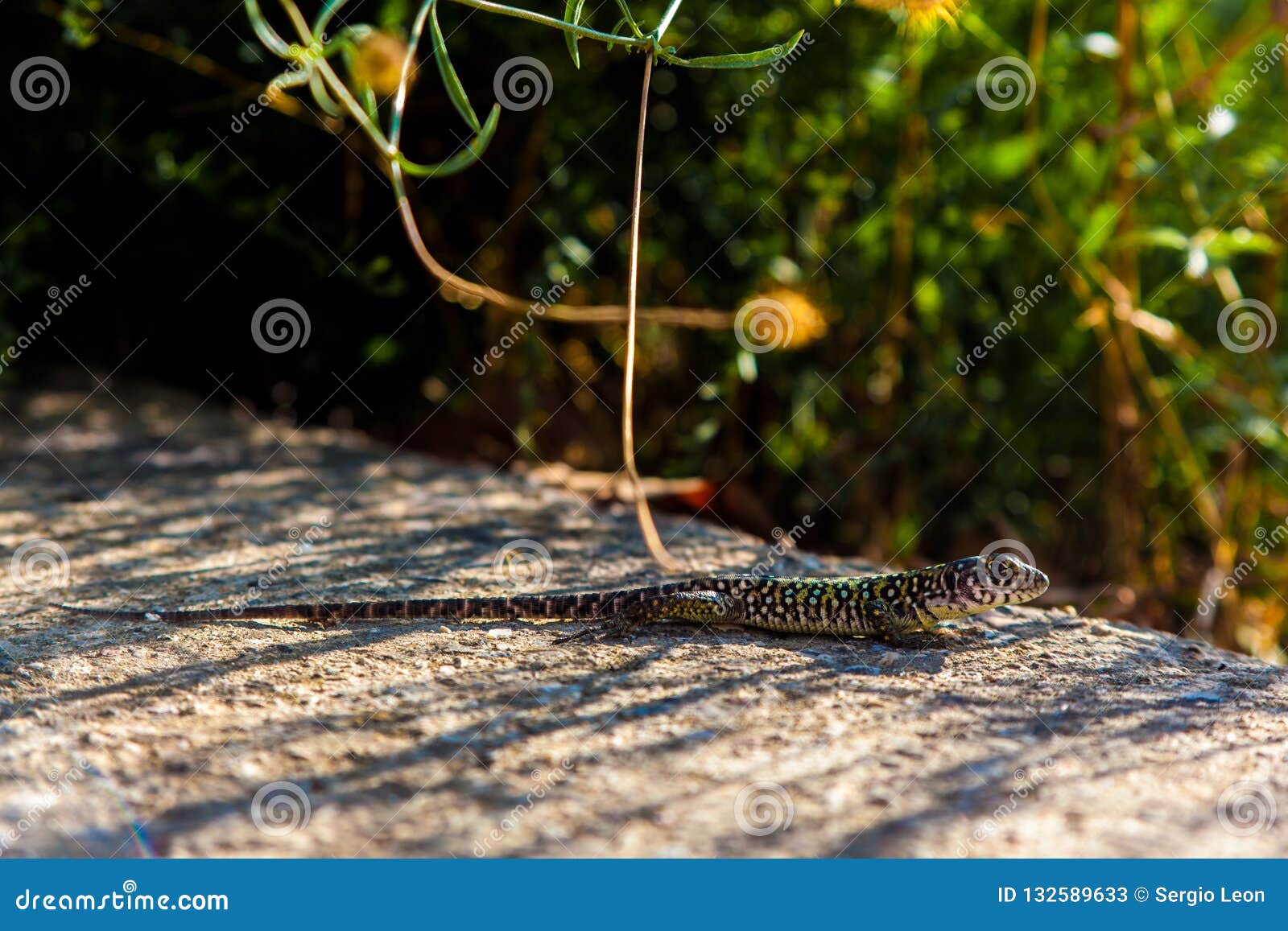 Cellated lizard sunbathing stock image. Image of natural - 132589633