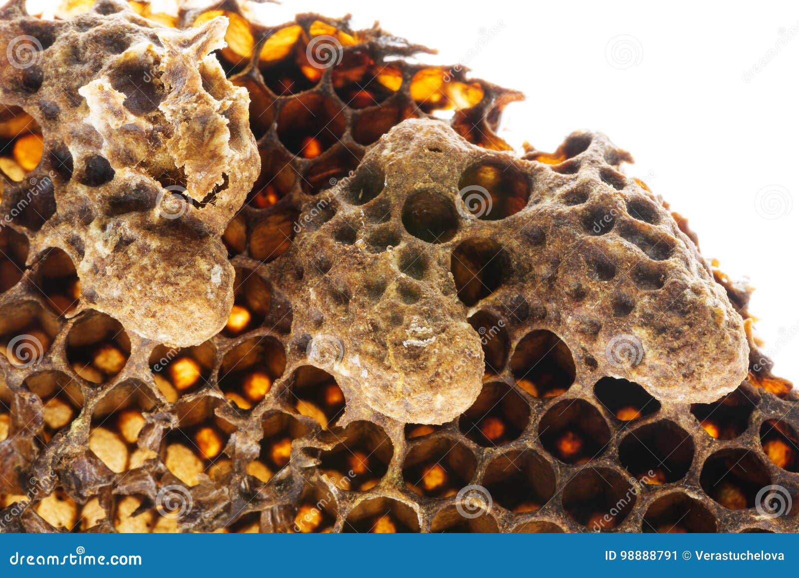 Celle Reali Dello Sciame, Celle Reali Di Emergenza Immagine Stock ...