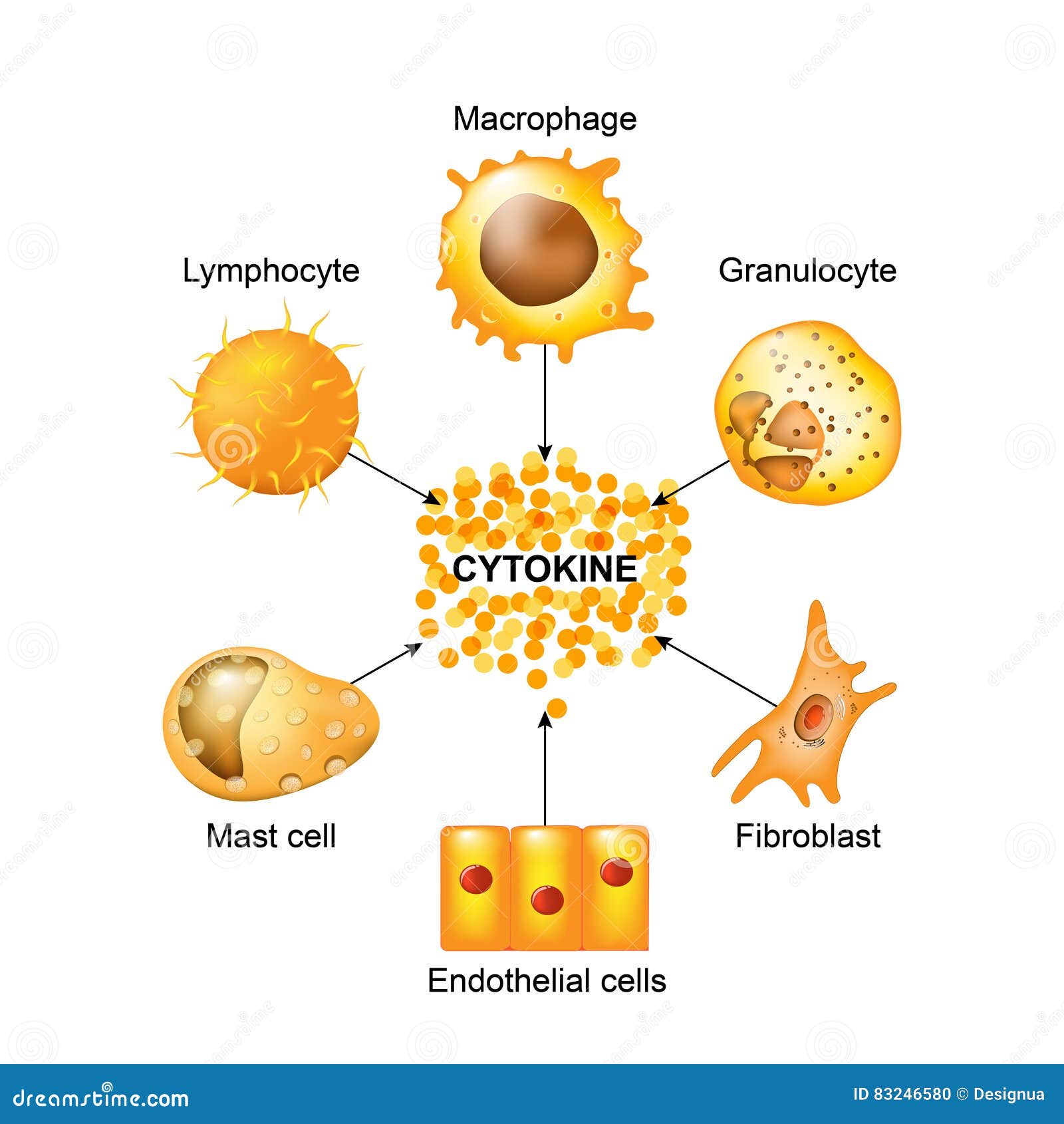 Cellen Die Cytokines Produceren Vector Illustratie - Illustration of ...