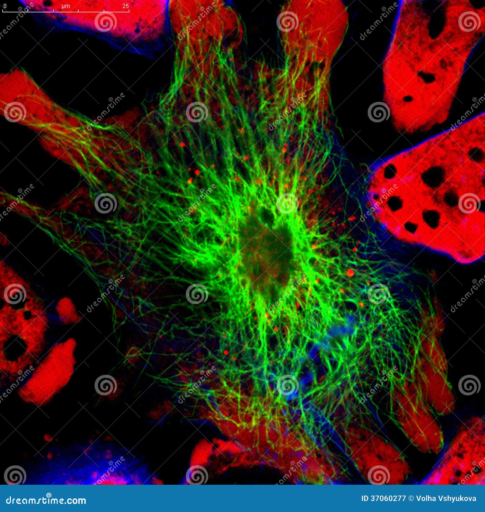 Cellen onder microscoop stock illustratie. Illustration of blauw - 37060277