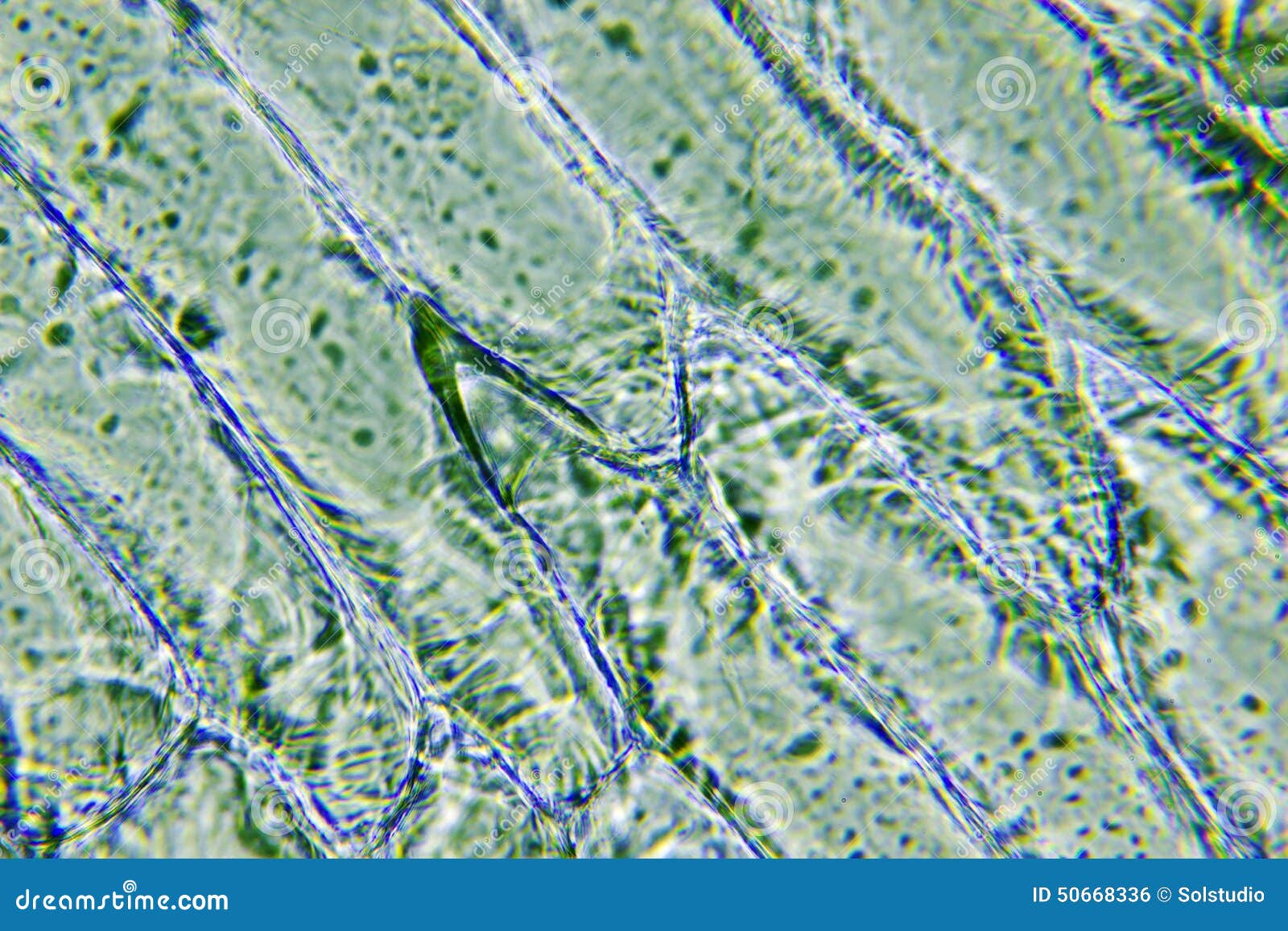 Cellen van ui stock foto. Image of microscopisch, cellen - 50668336