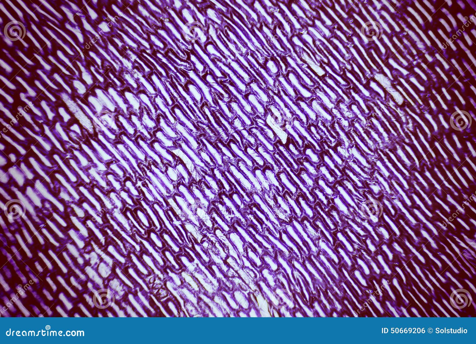 Cellen van ui stock foto. Image of microscopisch, patroon - 50669206