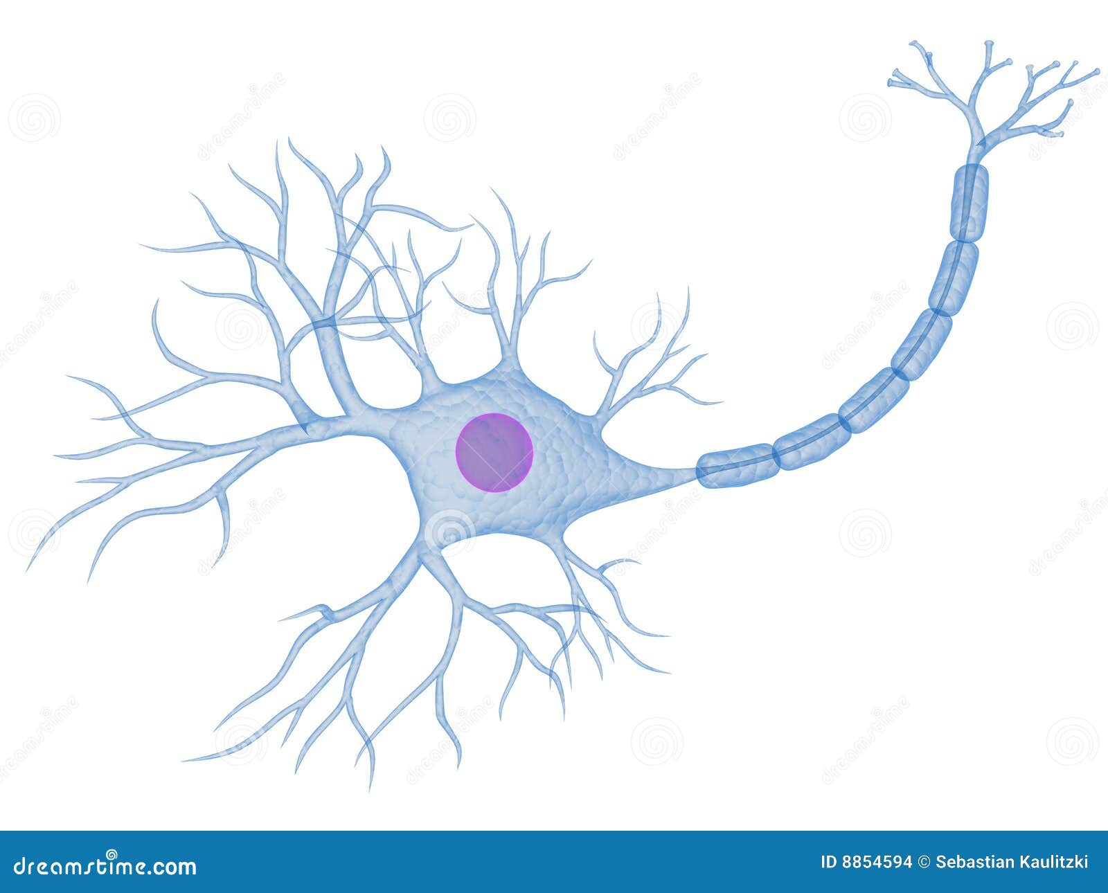 Cellnerv stock illustrationer. Illustration av kropp, nervcell - 8854594