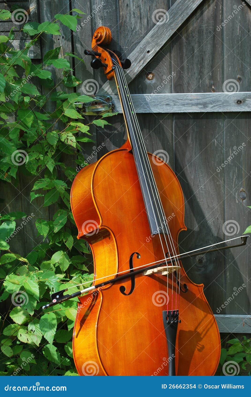Cello. stock photo. Image of outdoors, practice, classical - 26662354